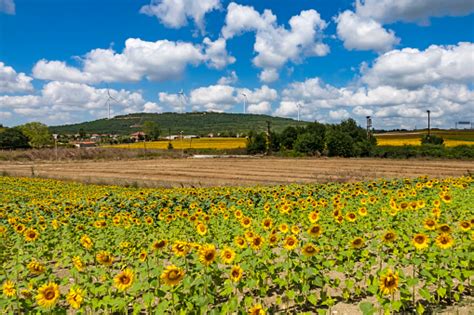 해바라기는 밝은 노란색 꽃잎과 갈색 중심의 크고 데이지 같은 꽃얼굴이 씨앗으로 가득 찬 무거운 머리로 익습니다 0명에 대한 스톡 사진 및 기타 이미지 Istock