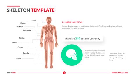 Skeleton Template Human Anatomy Health Medical PPT Slides