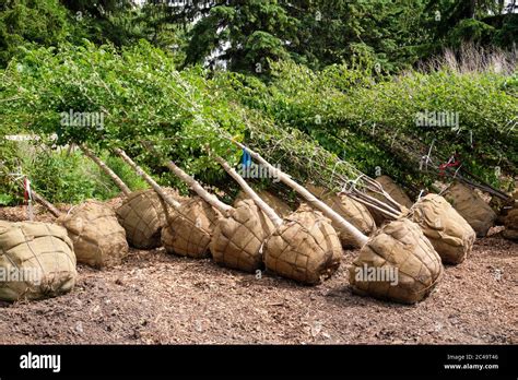 Large Selection Of Tree Saplings Ready To Be Picked Up To Be Planted By City Workers Montreal