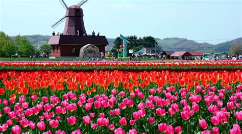 홋카이도 꽃구경 일일 투어 다이세쓰 모리 정원 And 다키가미 시바자쿠라 공원 And 가미유베츠 튤립 공원 And 해산물 식사 아사히카와 출발 Kkday