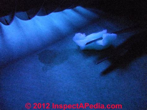 Bed Bugs Under Uv Light Moreoo
