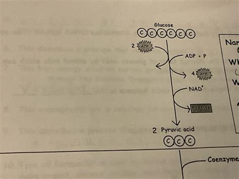 Bio Chapter 6 Flashcards Quizlet