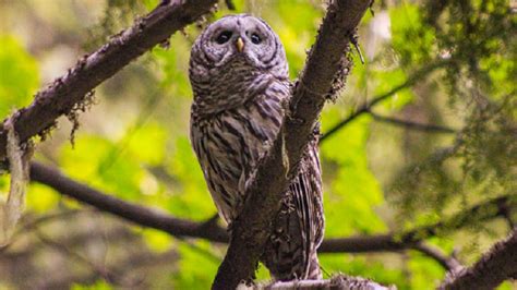 Barred Owl Feather Identification For 2026