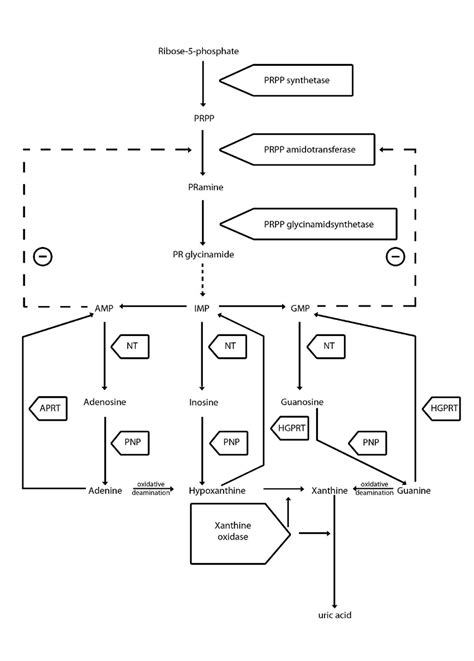 Regulated Synthesis Of Purine Nucleotides And The Generation Of Uric
