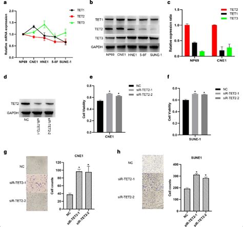 Tet2 Inhibits Proliferation And Invasion Of Npc Cells A Tet1 2 3 Mrna Download Scientific