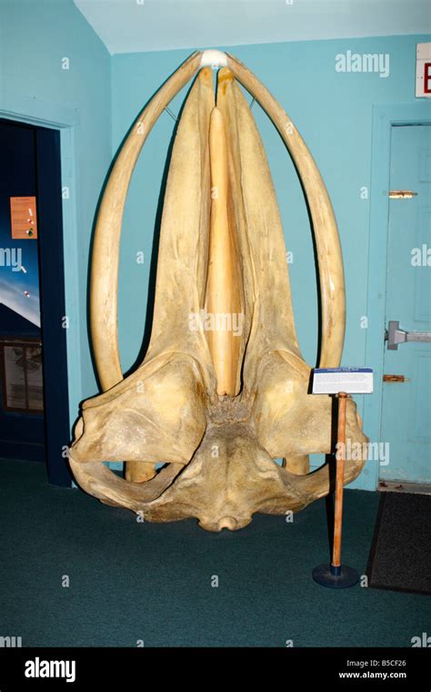Baleen Whale Skull