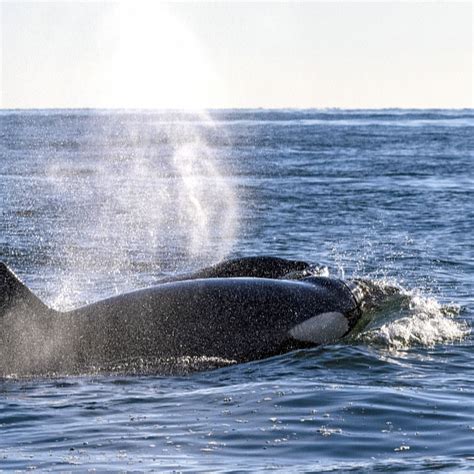 Whale Menopause Sheds Light On Human Evolutionary Mystery Cgtn