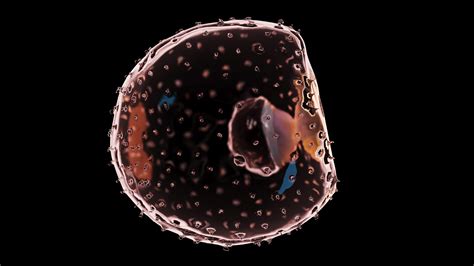 We Can Use Stem Cells To Make Embryos How Far Should We Go Mit