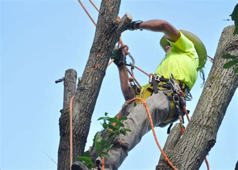 Best Methods For Saving Your Dying Tree Arborists Tips