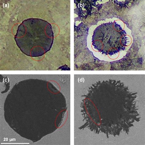 Debonded Graphite Nodules Obtained With Optical Microscopy Upper Row Download Scientific