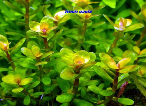 จำหน่ายแฮร์กลาสมินิ เพิลกลาส หญ้ากระดาษ โรเทล่า ลัดวิเจีย Up Date 17 9 68