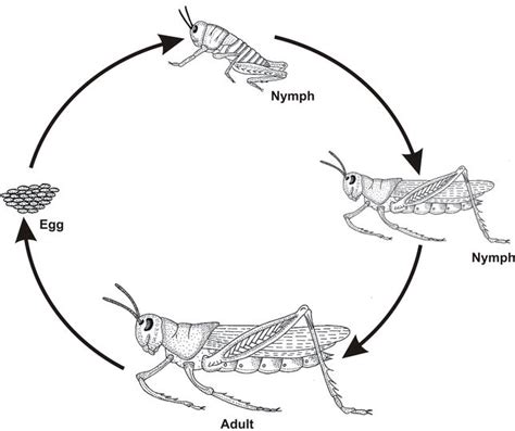 Locust Life Cycle