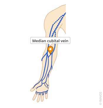 Median Cubital Vein E Anatomy Imaios