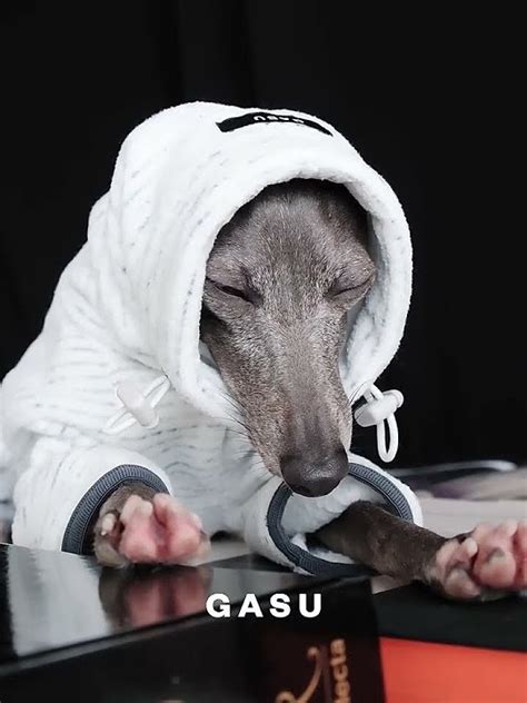 강아지 맨투맨 티셔츠 Youtube