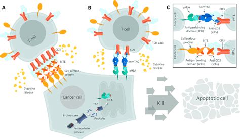 Cell Recognition Proteins