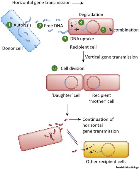 A Simple Schematic Of DNA Release By A Donor Cell And DNA Uptake Via