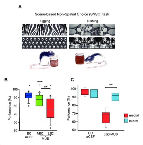 Visual Scene Dependent Nonspatial Memory Task And Behavioral