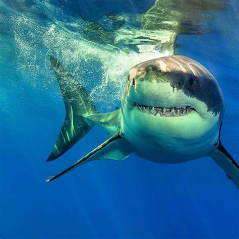 Apex Predator Youtube Music