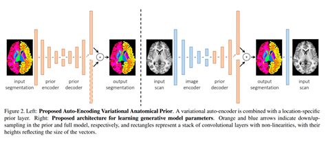 Anatomical Priors For Unsupervised Biomedical Segmentation