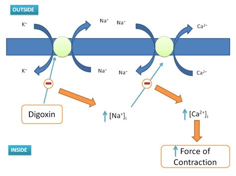 How Digoxin Produces Ventricular Arrhythmias