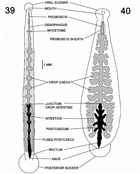 Leech Diagram