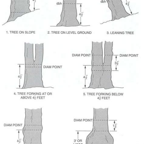 Measuring Dbh In Different Situations That Can Be Encountered During