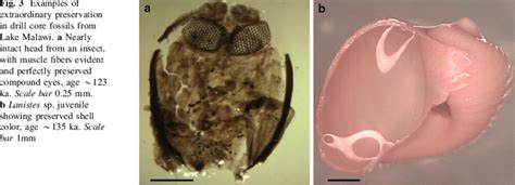 Examples Of Extraordinary Preservation In Drill Core Fossils From Lake Download Scientific