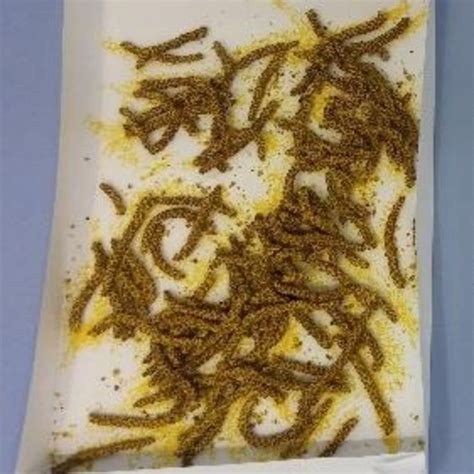 Betula Pollen Under A Light Microscope 100x Magnification Microscope