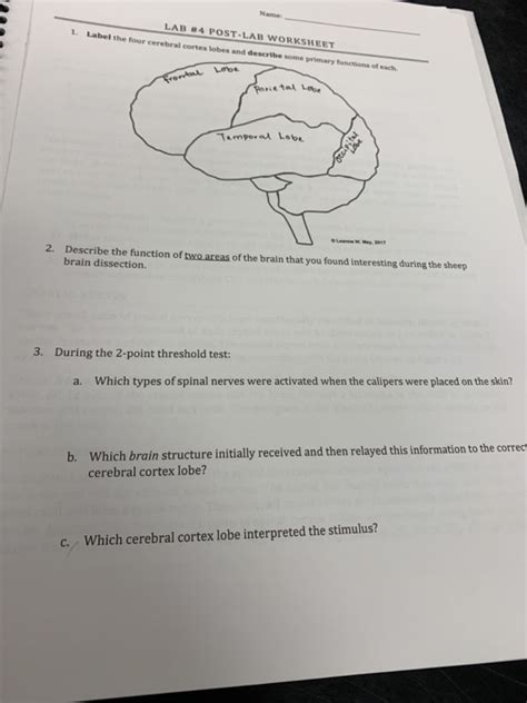 solved lab 4 post lab worksheet 1 label the four cerebral worksheets library
