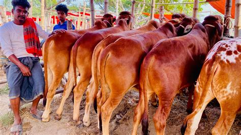 শখের বষে শাহিয়াল ষাড় গরু কিনে বিক্রি করছেন ফ্রিজিয়ান ব্যবসায়ী শখের গরু কিনুন সাধ্যের মধ্যে