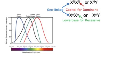 Chapter 4 Patterns Of Inheritance Part 2 Flashcards Quizlet