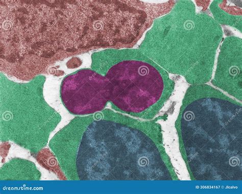 Epithelium Intercellular Space Stock Image Image Of Extracellular Biological 306834167