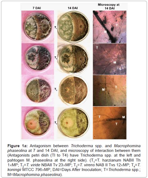 Antagonism Of Trichoderma Spp Against Macrophomina Phaseolina E