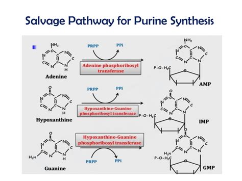 Nucleotide Synthesis Ppt
