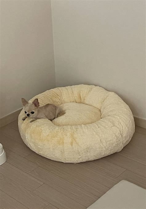 강아지 마약방석 사줬는데 궁궐이여 인스티즈 Instiz 이슈 카테고리