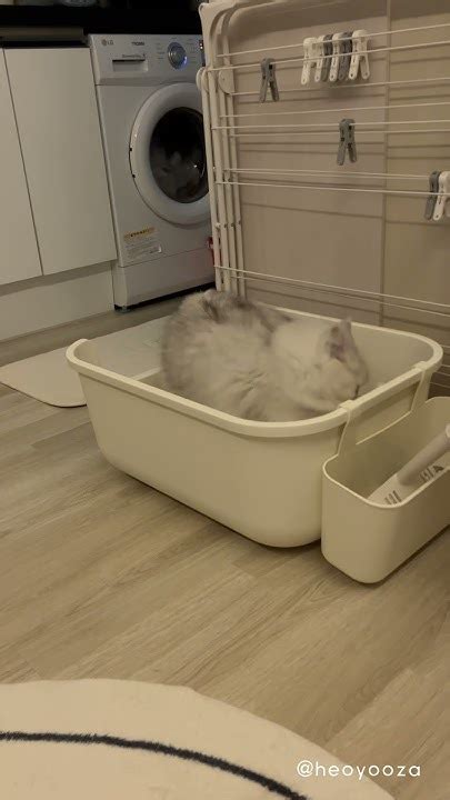 응가 후 뒤처리 확실한 유자 Youtube