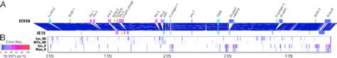 Distribution Of St131 Only Core Snps In Recombinant Versus