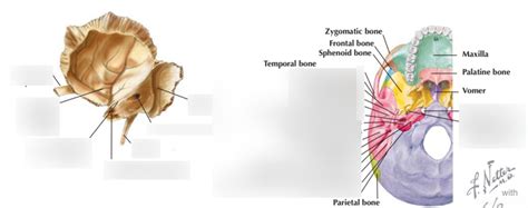 Temporal Bone Diagram Quizlet