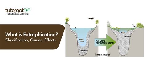 What Is Eutrophication Classification Causes Effects