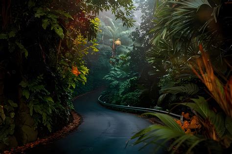 극적인 조명과 오렌지 잎이있는 생생한 열대 정글 도로 열대 우림 구불구불한 길 가벼운 산책로 배경 일러스트 및 사진 무료 다운로드 Pngtree