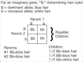 Science Chapter Review Modern Genetics Flashcards Quizlet