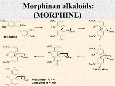 Synthesis Of Important Alkaloid Ppt