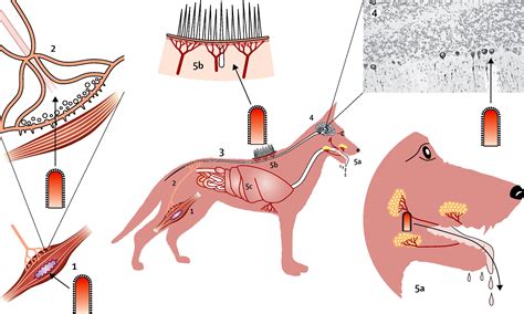 Pathogenesis Of Rhabdo Rabies Virus Overall Science