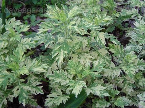 Plantfiles Pictures Artemisia Variegated Mugwort Wormwood Oriental