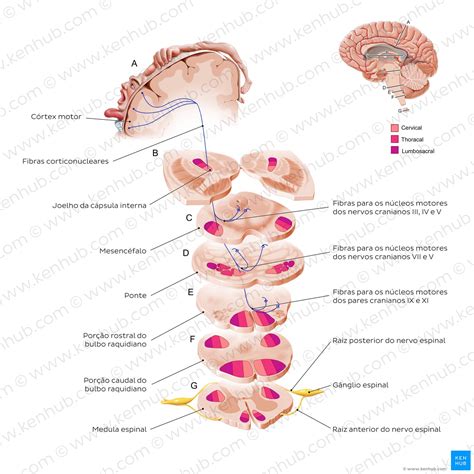 Vias Neurais E Tratos Da Medula Espinhal Anatomia Kenhub