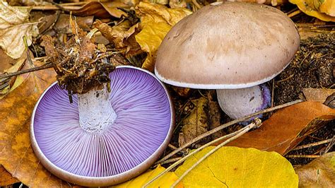 Гриб Синюха Фото И Описание – Telegraph