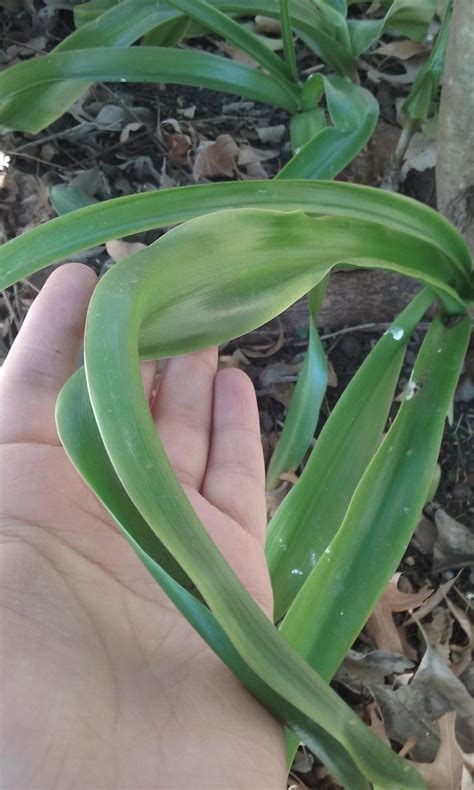 Identification Unidentified Bright Green Long Leaf Plant Tx