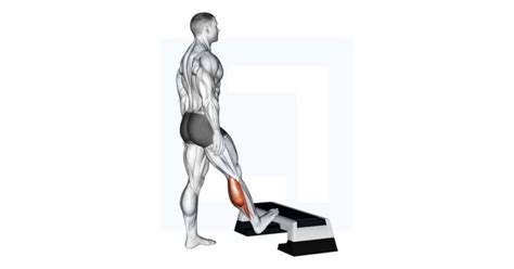 Bodyweight Standing Calf Raise Guide Benefits And Form