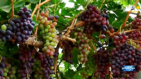 پرورش انگور در گلخانه ویدئو