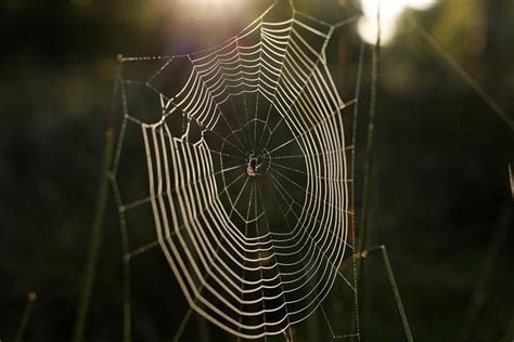 Spiders Can Tune Webs For Good Vibrations Researchers Say